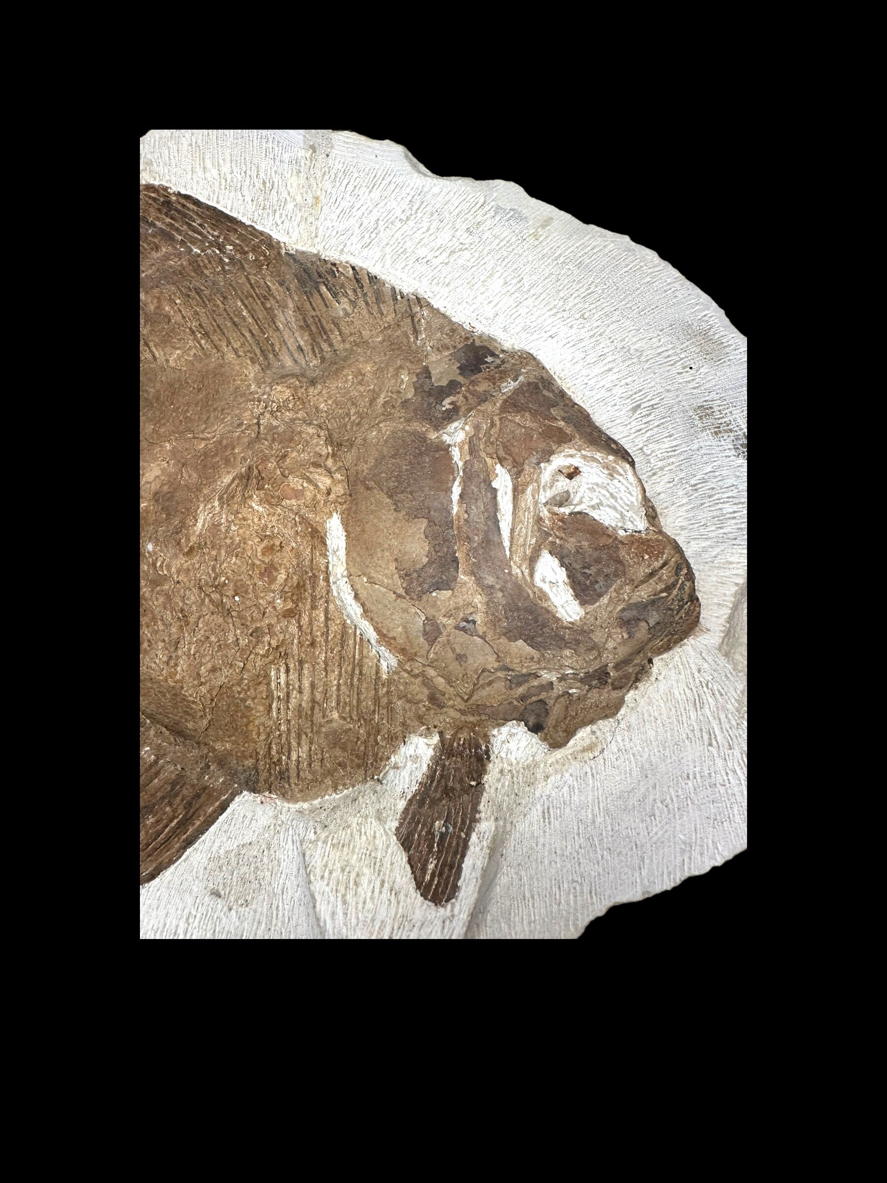 Pycnodont Fossil Fish Morocco Cretaceous - Etsy