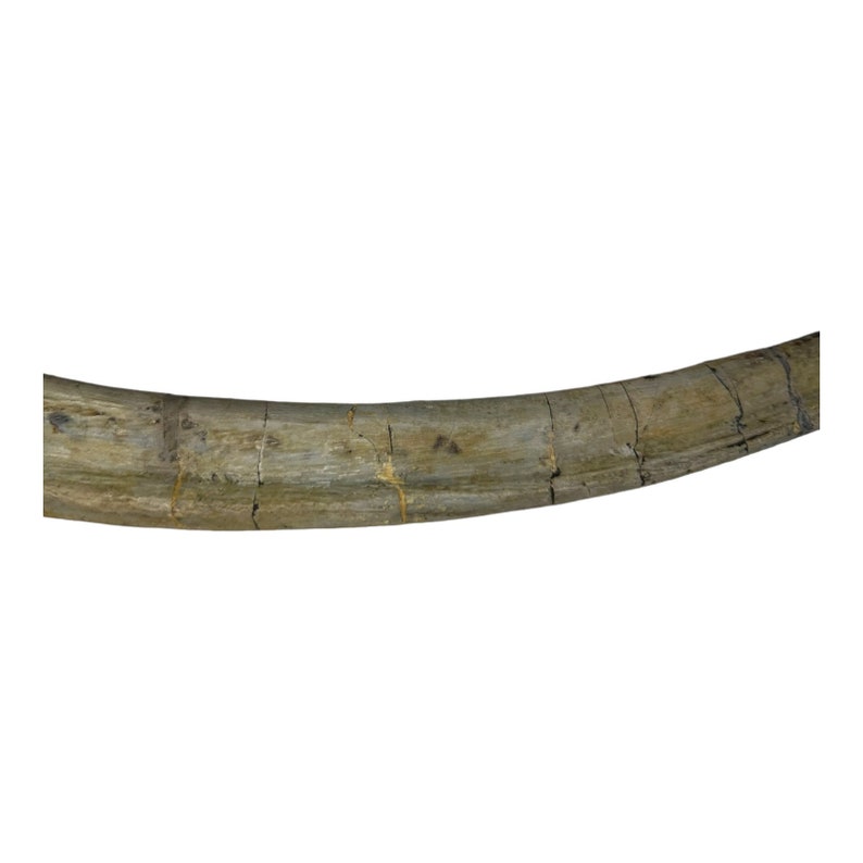 Allosaurus Fragilis Fossil Rib - Jurassic Age- Blanding, Utah, USA - Etsy