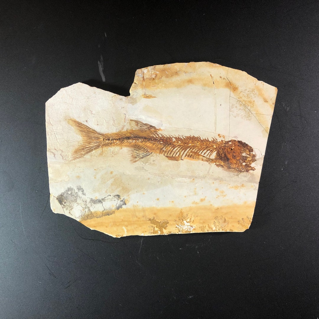 Lycoptera Davidi Fossil Fish Chinese Fish Lower Cretaceous Yixian ...