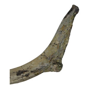Allosaurus Fragilis Fossil Rib - Jurassic Age- Blanding, Utah, USA - Etsy