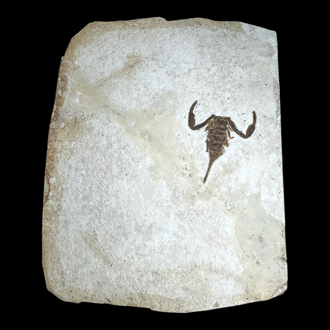 Protoischnurus Axelrodorum Scorpion Fossil - Aptian Crato Formation ...