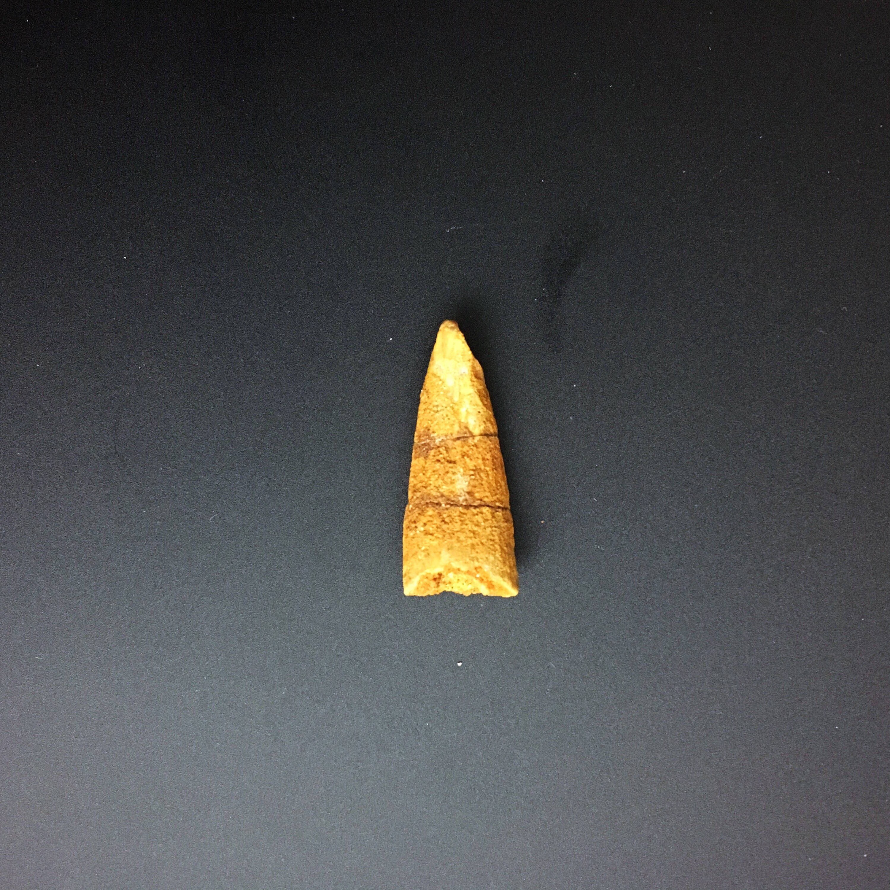 Pterosaur Fossil Tooth Siroccopteryx - Etsy