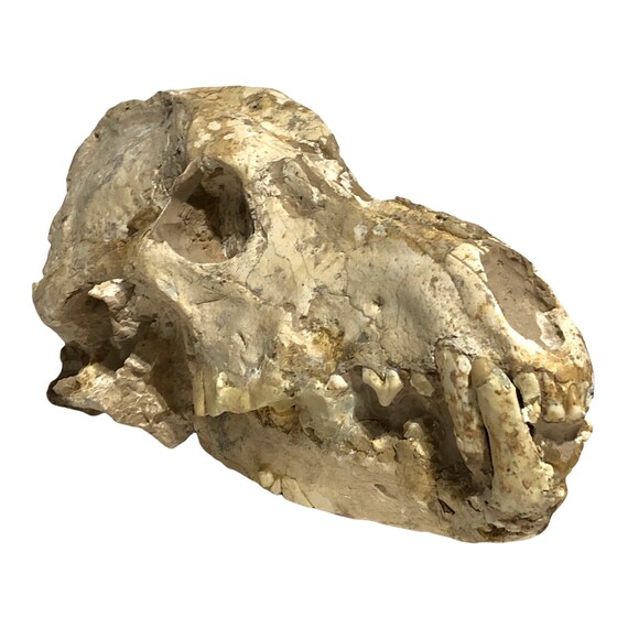 Wolf Skull Fossil Early Pleistocene China canis Falconeri - Etsy