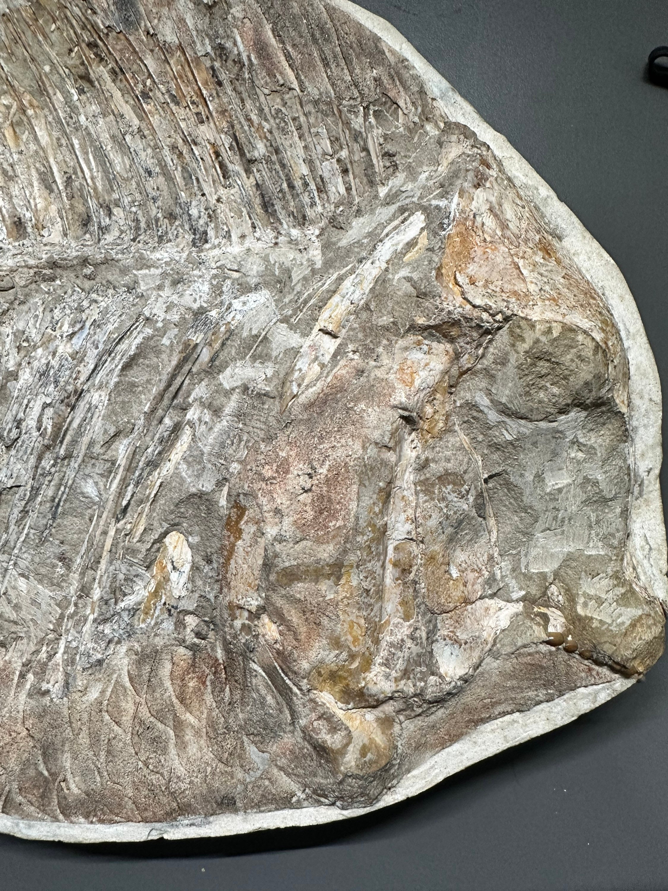 Neoproscinetes Penalvai Fossil Fish - Brazil - Lower Creatceuos - Etsy