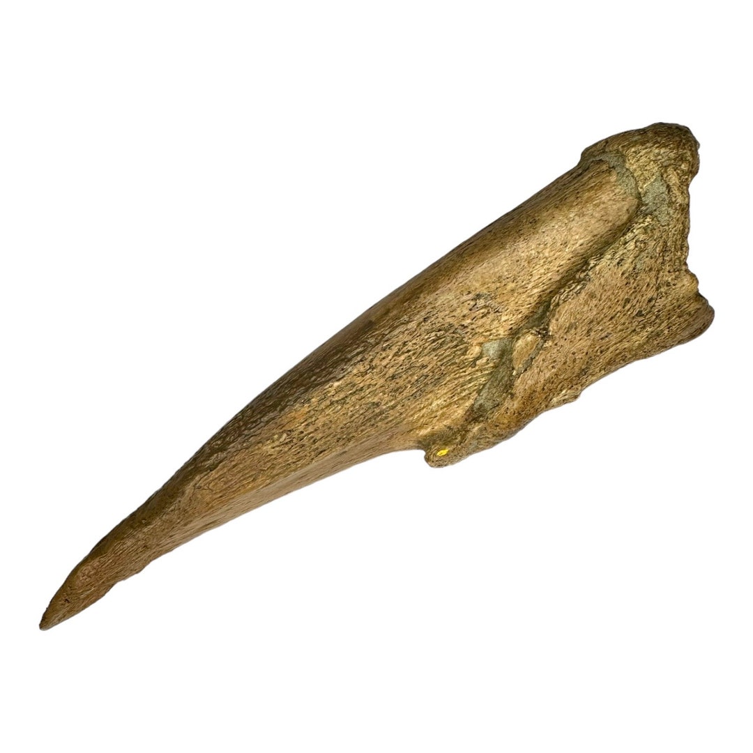 Giant Sloth (mylodon) Fossil Claw - Chile - Pleistocene Era - Etsy