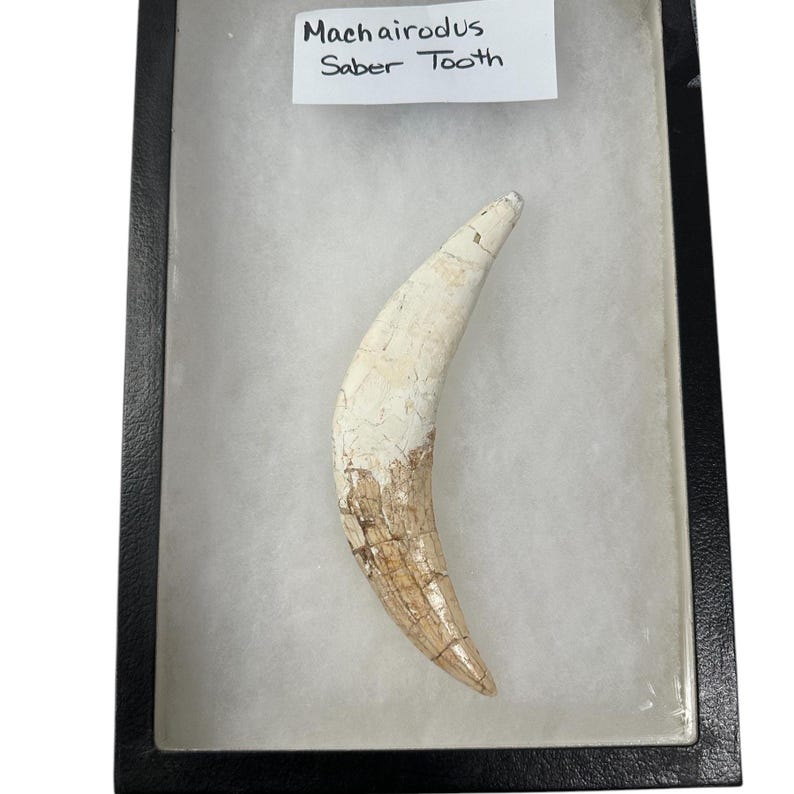 Machairodus Saber Tooth Cat Saber Tooth - Miocene Era- Eurasia With ...