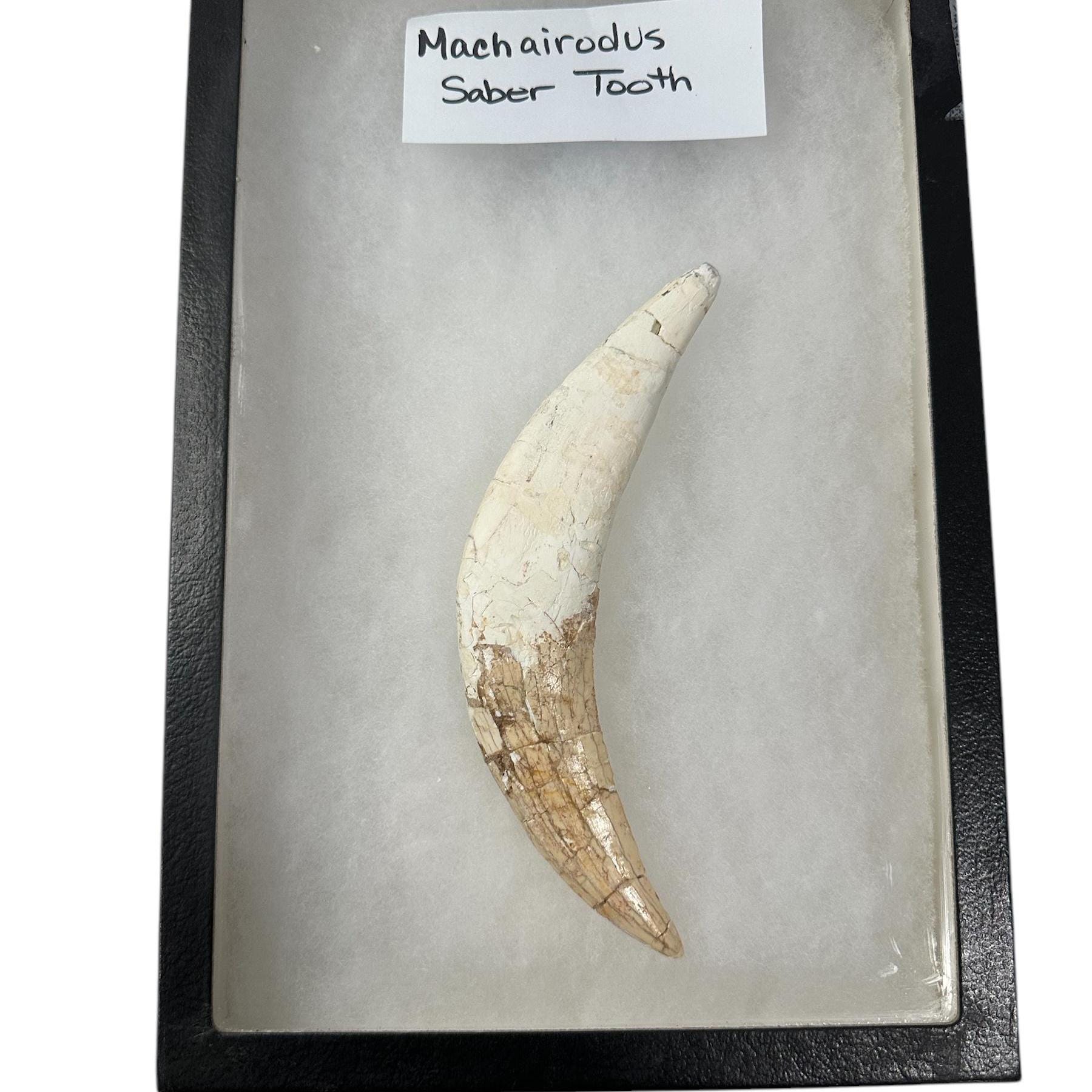 Machairodus Saber Tooth Cat Saber Tooth - Miocene Era- Eurasia With ...