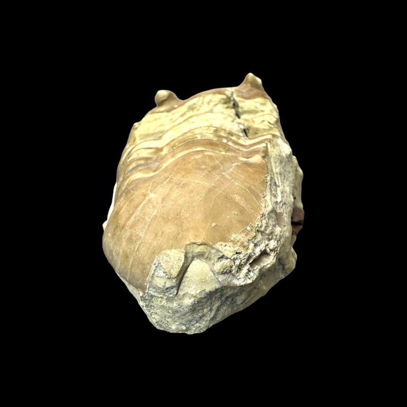 Trilobite homotelus Bromidensis ESKER Criner Hills, Carter County ...