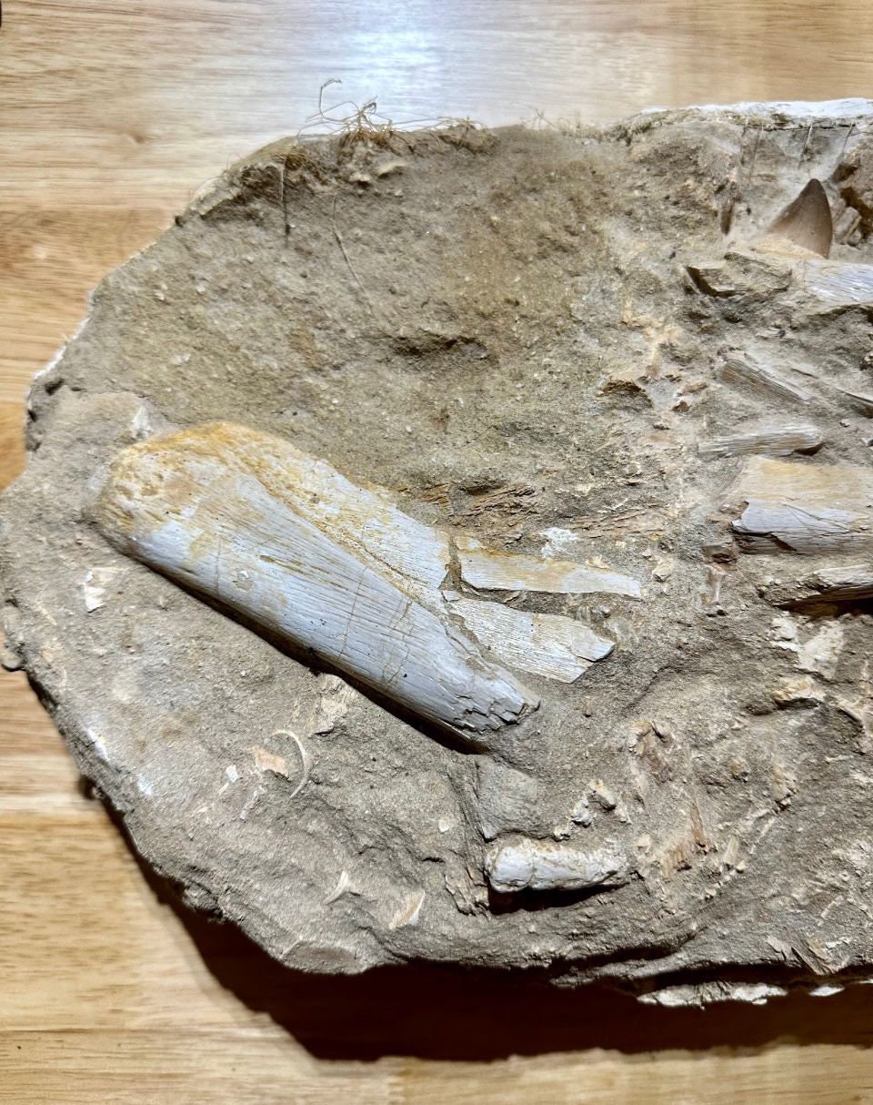 Mosasaur Jaw Specimen 12 Teeth Morocco - Etsy