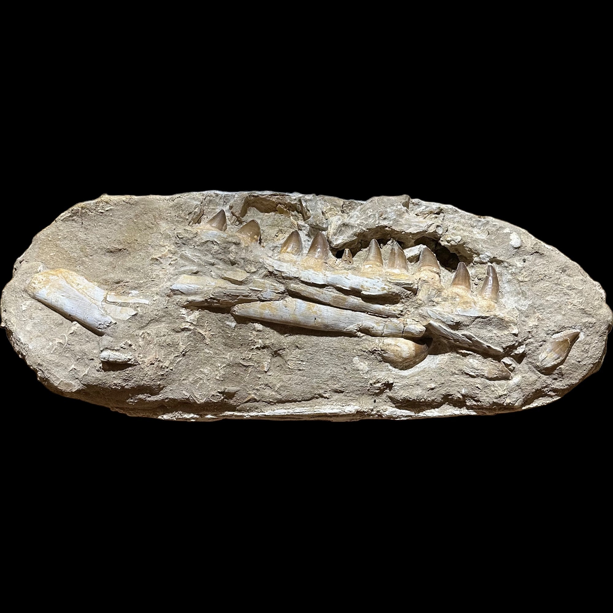 Mosasaur Jaw Specimen 12 Teeth Morocco - Etsy