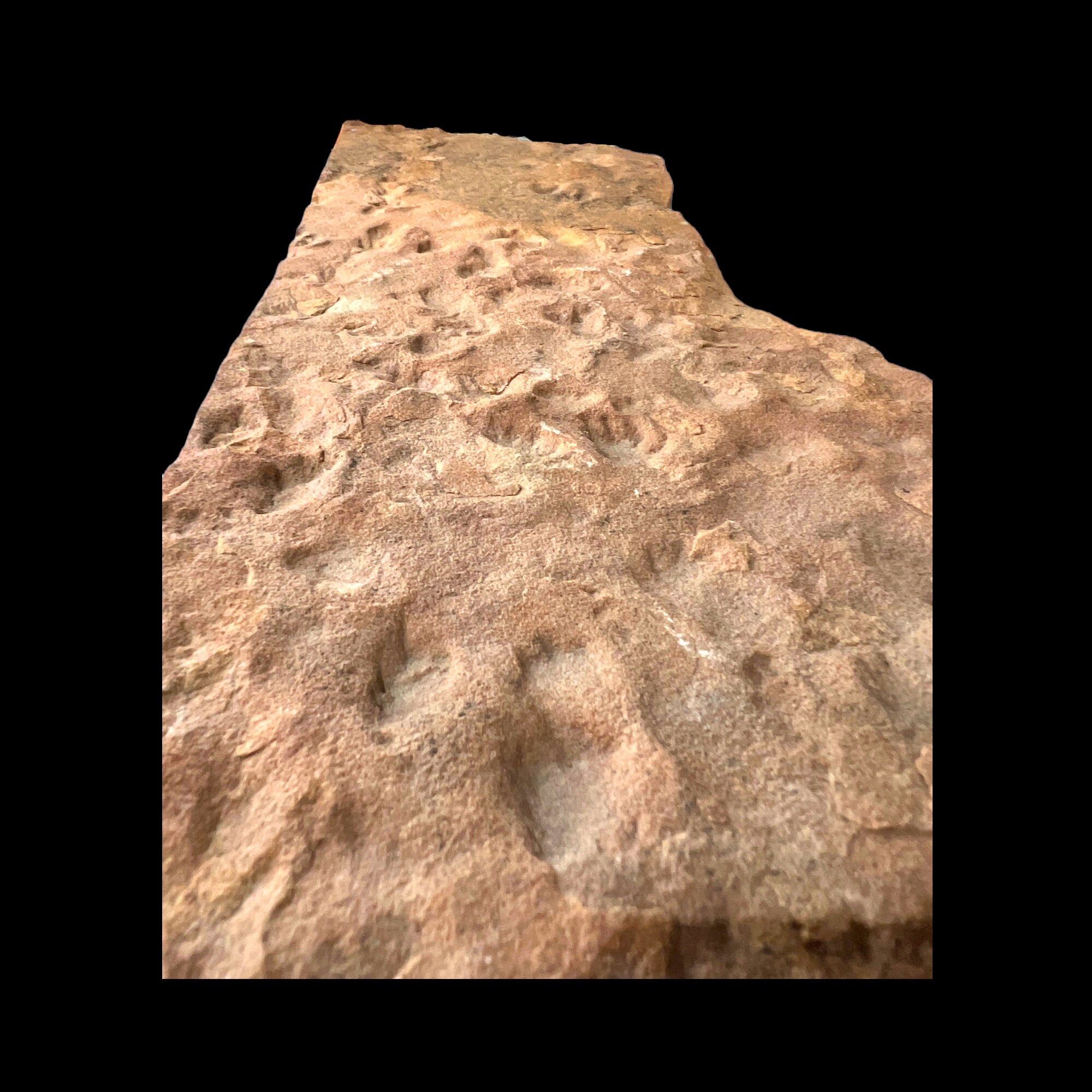 Chelichnus (laoporus) Fossil Tracks Early Amphibian 300 MYO Early ...