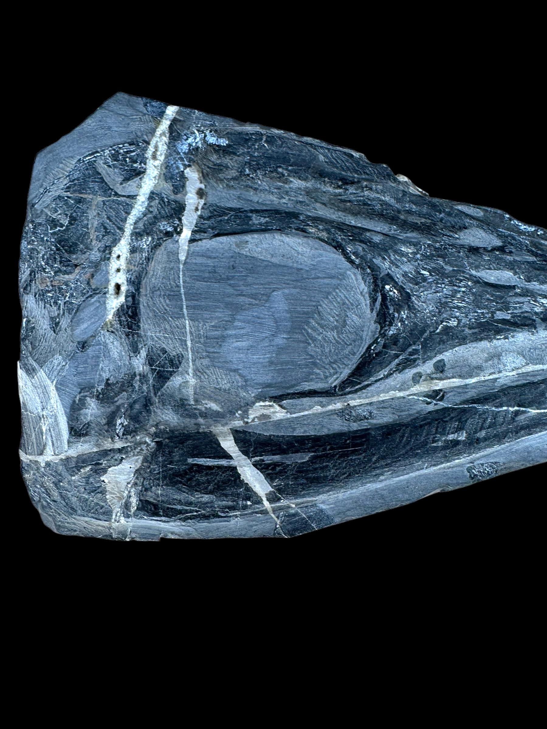 Exquisite Mixosaurus Panxianensis Fossil Fish Skull - Etsy