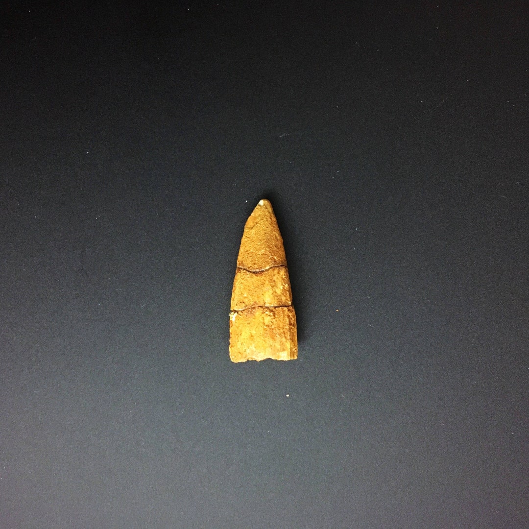 Pterosaur Fossil Tooth Siroccopteryx - Etsy