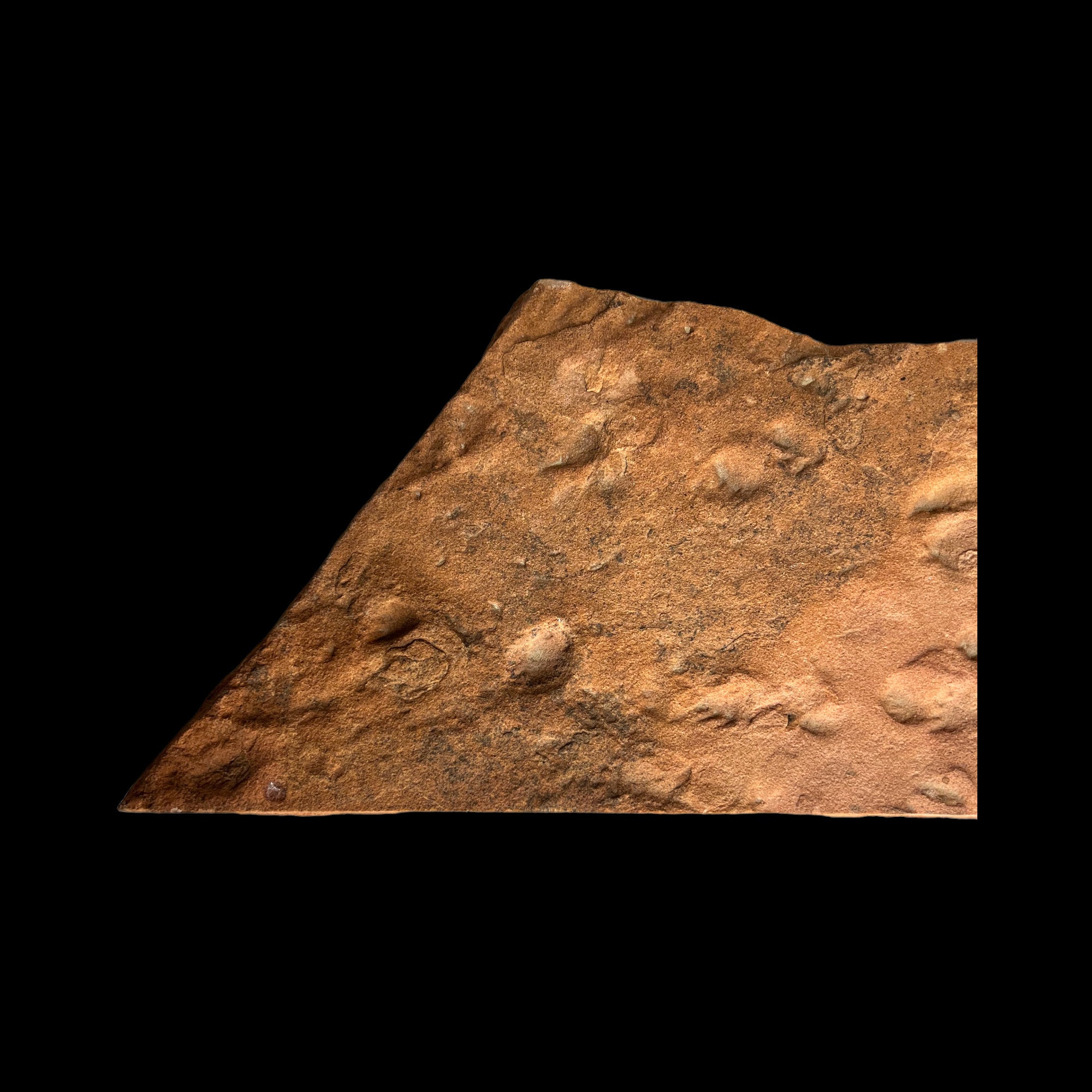 Chelichnus (laoporus) Fossil Tracks Early Amphibian 300 MYO Early ...