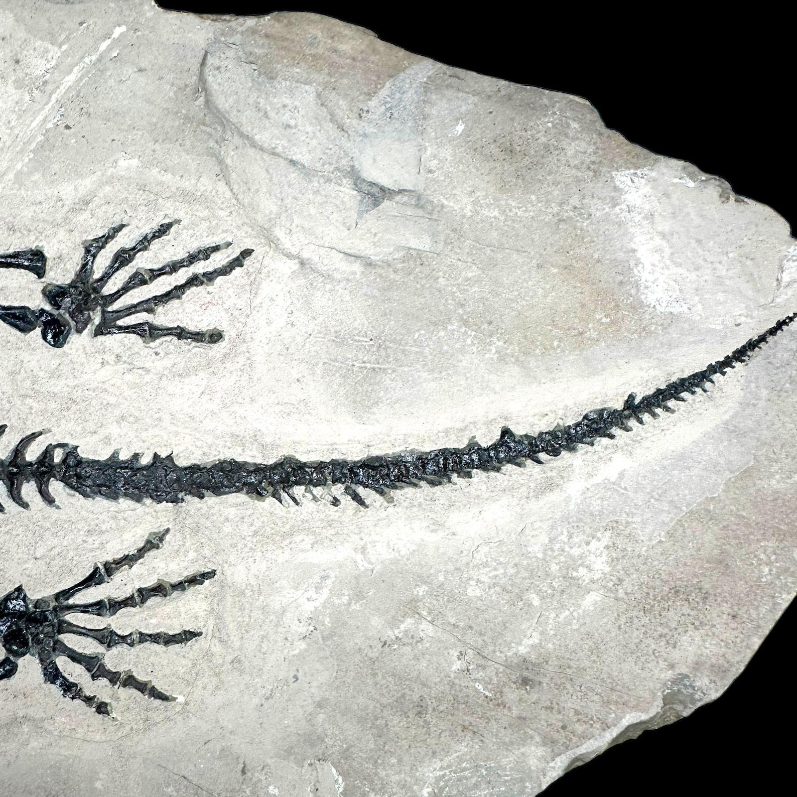 Rare Barasaurus Fossil - Permian Era, Madagascar - Well-preserved ...