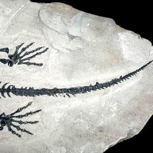 Rare Barasaurus Fossil - Permian Era, Madagascar - Well-preserved ...