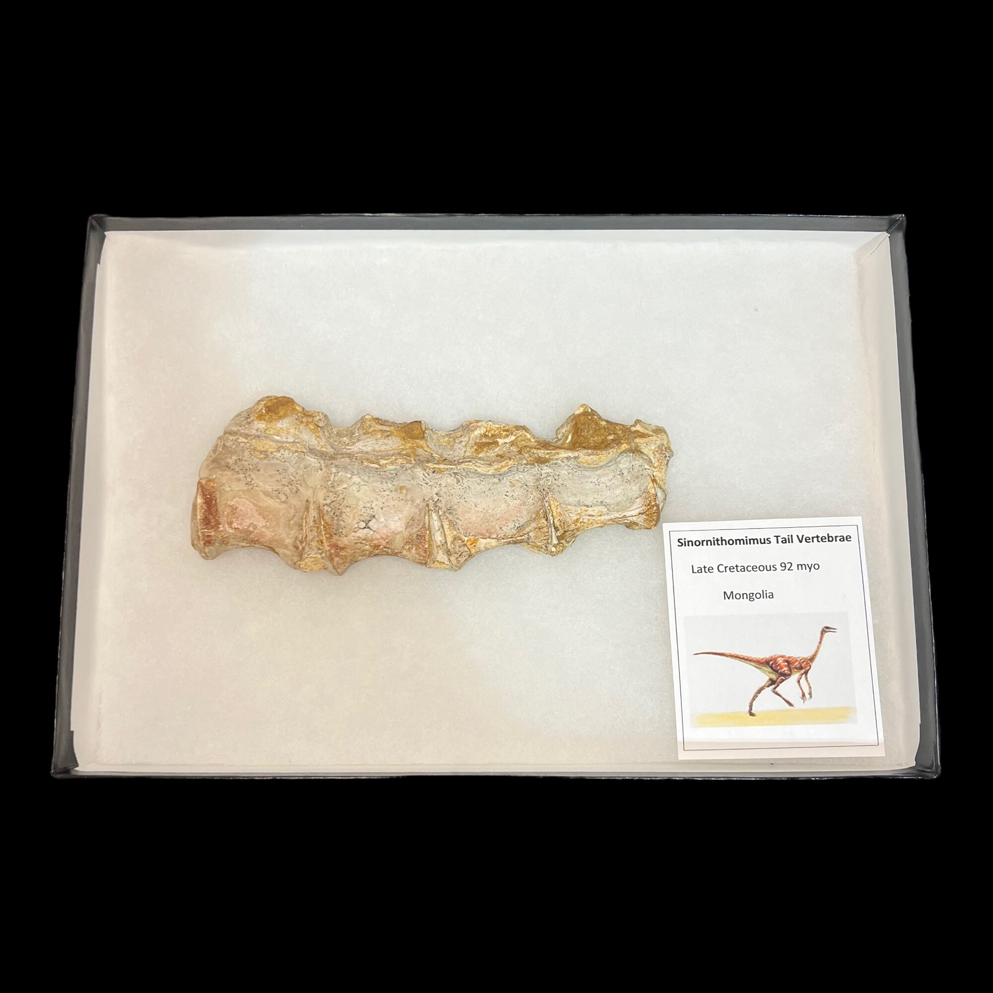 Sinornithomimus Dinosaur Fossil Tail Vertabrae Late Cretaceuos - Etsy