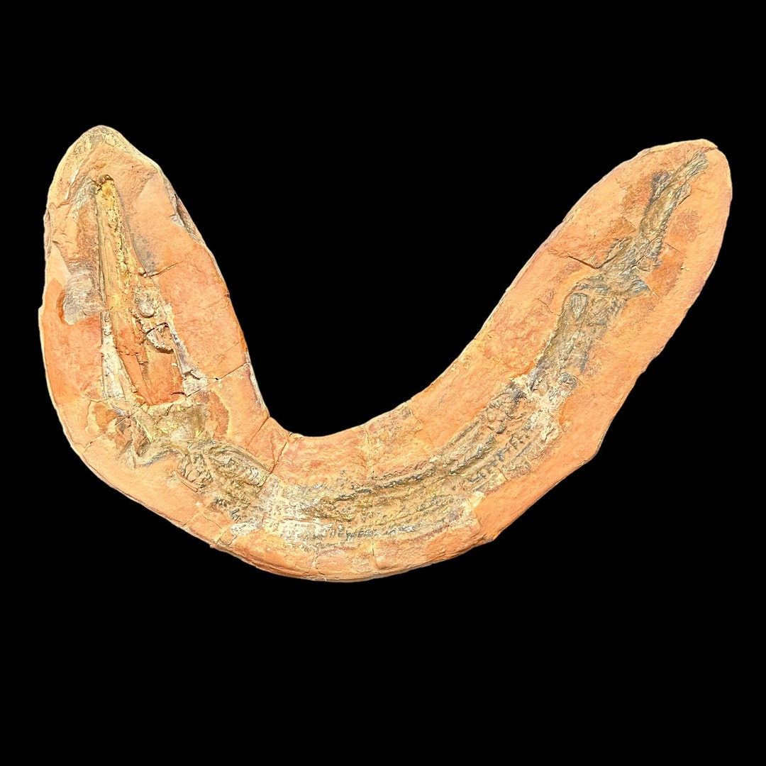Fossil Eel Lower Triassic Madagascar 12 In - Etsy