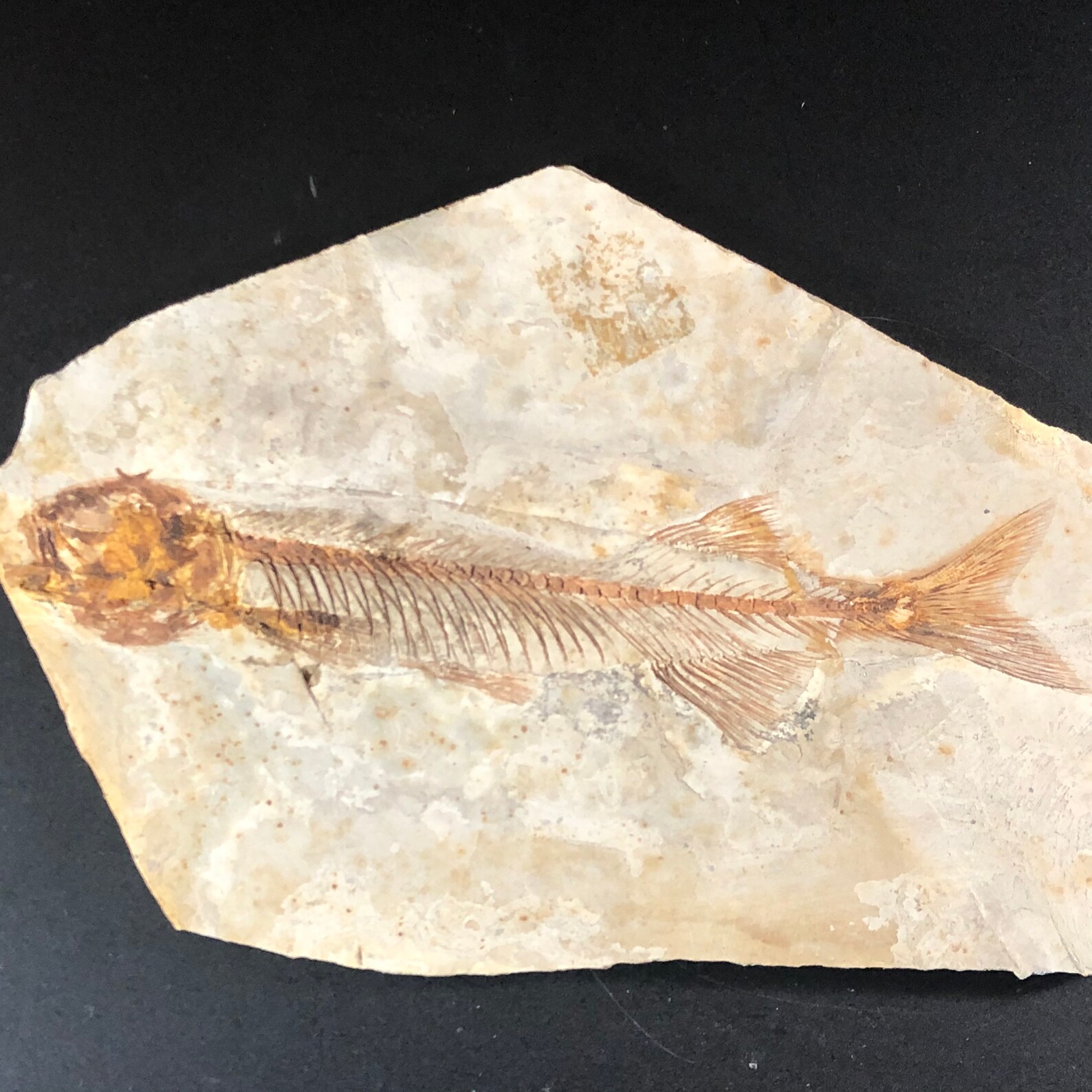 Lycoptera Davidi Fossil Fish Lower Cretaceous Yixian Formation China - Etsy