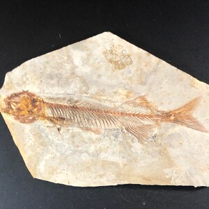 Lycoptera Davidi Fossil Fish Lower Cretaceous Yixian Formation China - Etsy