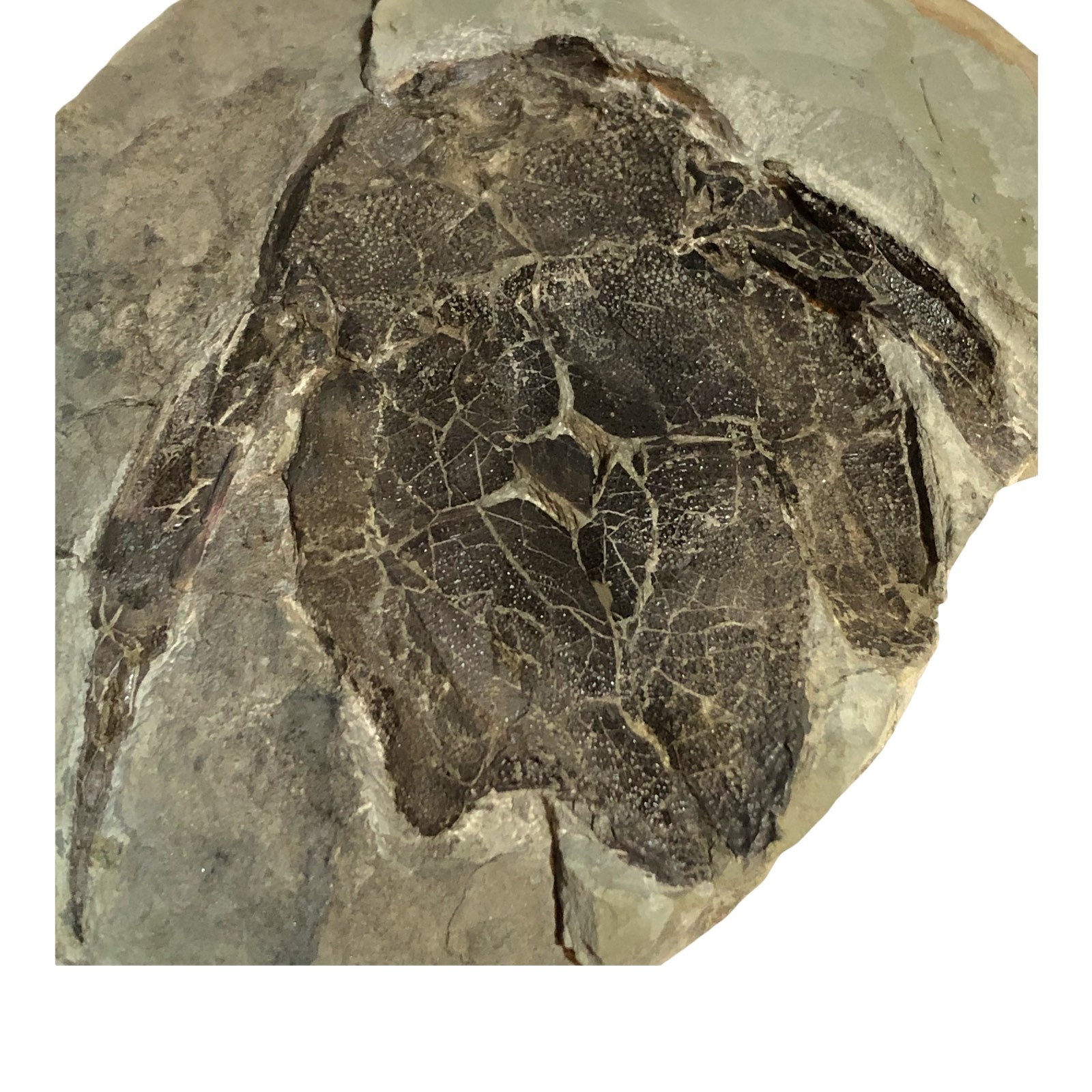 Armored Fish Fossil Bothriolepis Canadensis Placoderm Devonian Canada ...