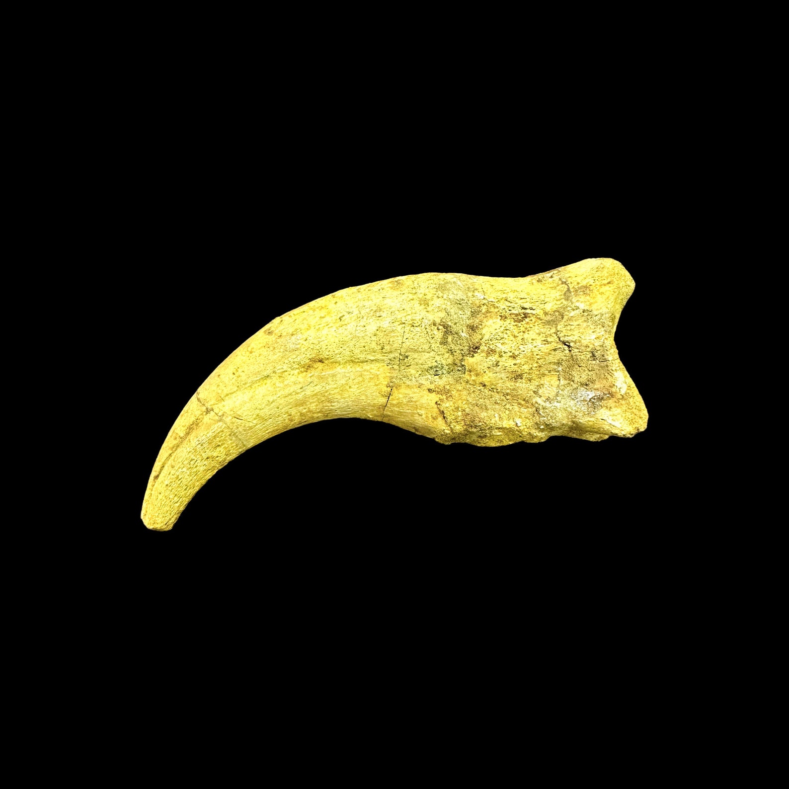 Carcharodontosaurus Hand Claw From Morocco - Etsy