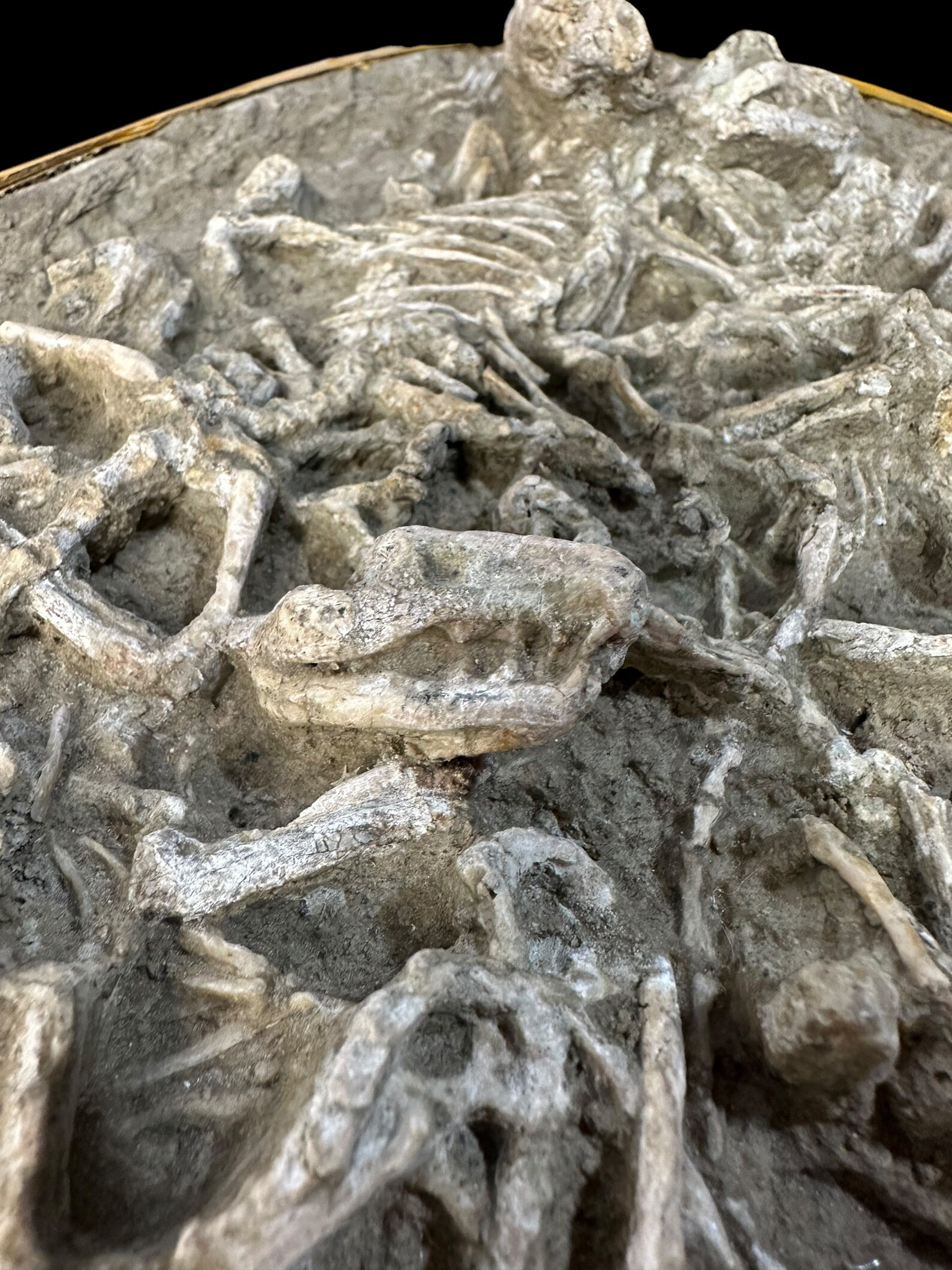 Repenomamus Nest (last Known Mezozoic Mammal), Early Creataceous 125MYO ...