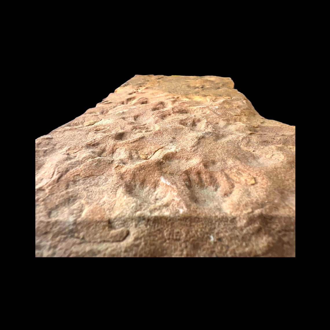 Chelichnus (laoporus) Fossil Tracks Early Amphibian 300 MYO Early ...