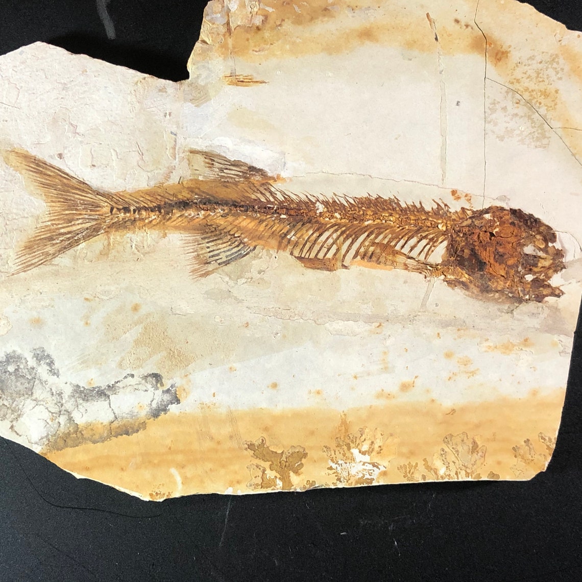 Lycoptera Davidi Fossil Fish Chinese Fish Lower Cretaceous Yixian ...