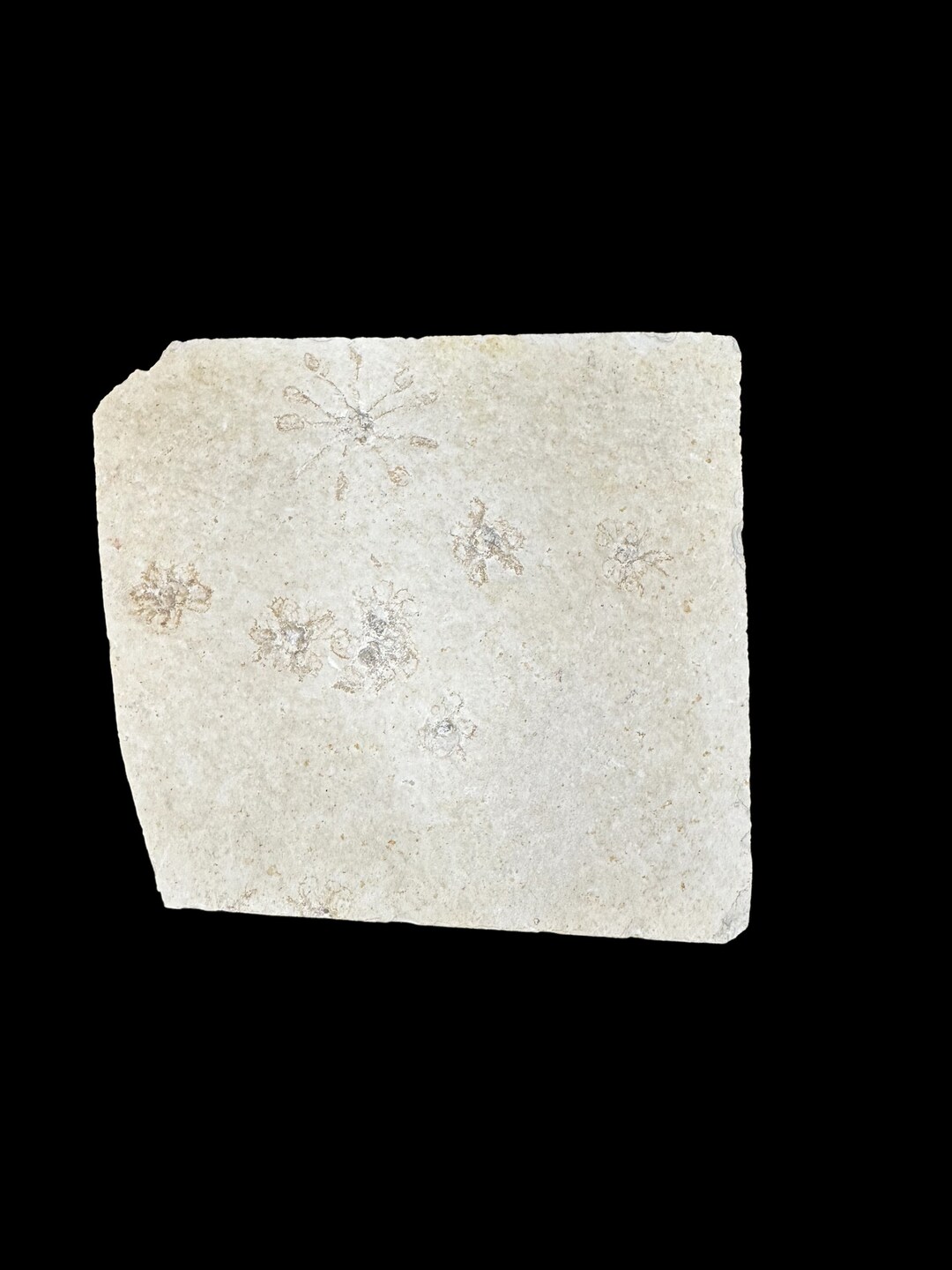 Free Floating Crinoid Fossil (saccoumateriella) - Jurrassic Era ...