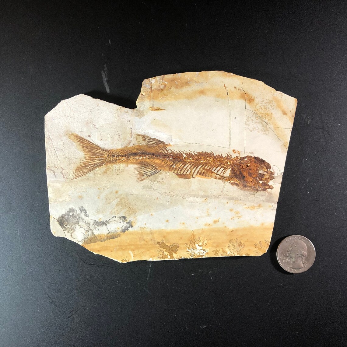 Lycoptera Davidi Fossil Fish Chinese Fish Lower Cretaceous Yixian ...