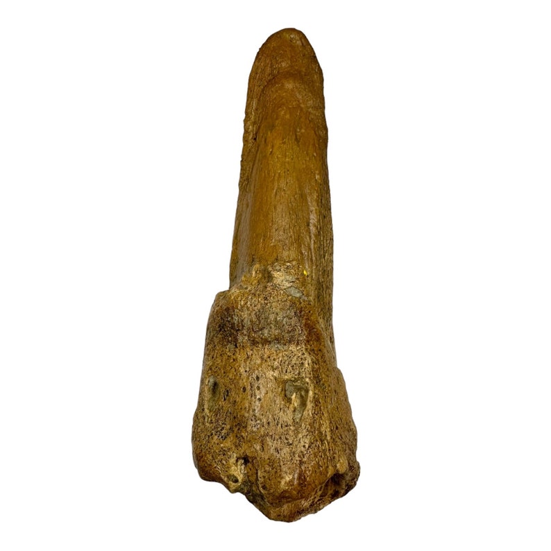 Giant Sloth (mylodon) Fossil Claw - Chile - Pleistocene Era - Etsy