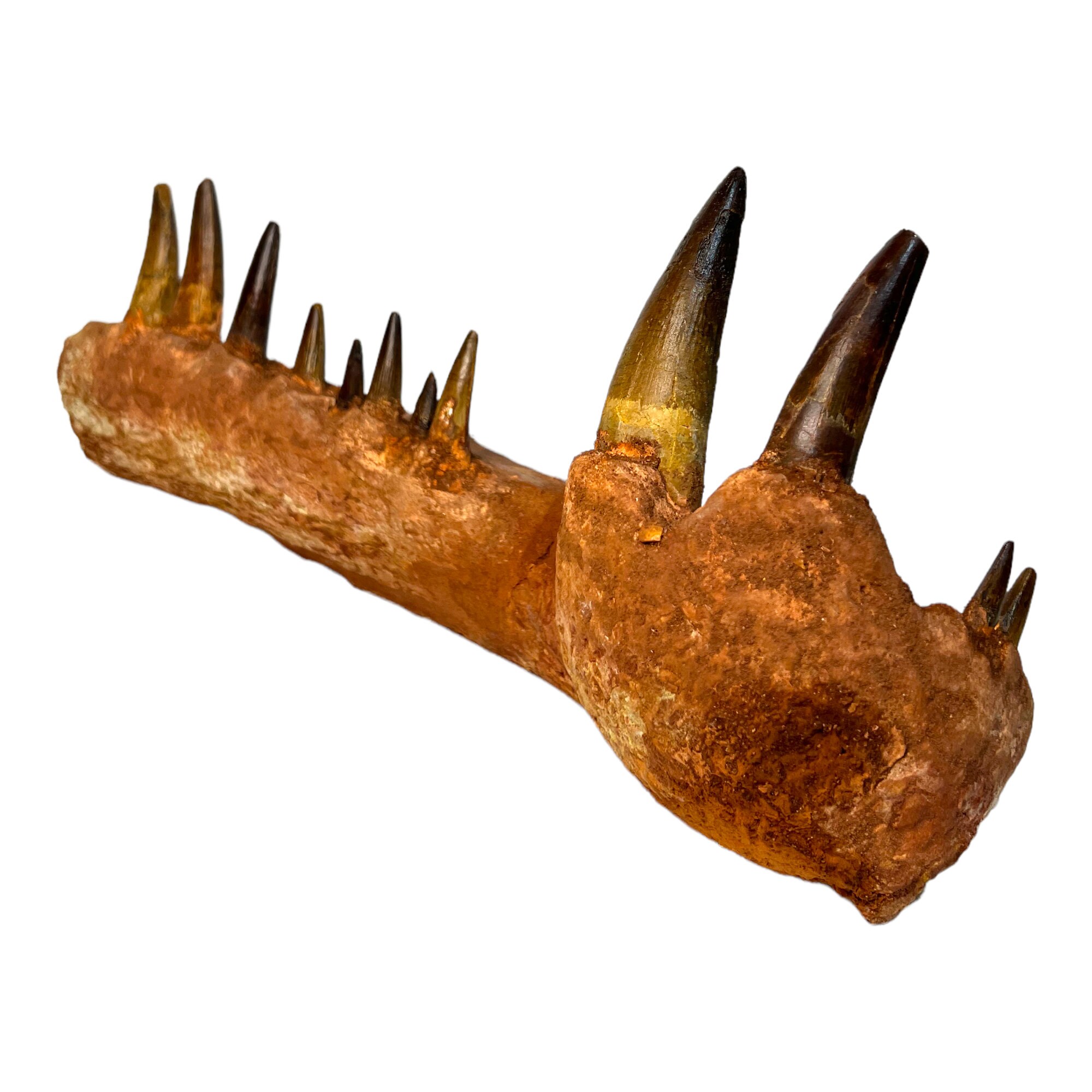 Spinosaurus Dinosaur Fossil Lower Jaw Teeth Morocco Late - Etsy Australia