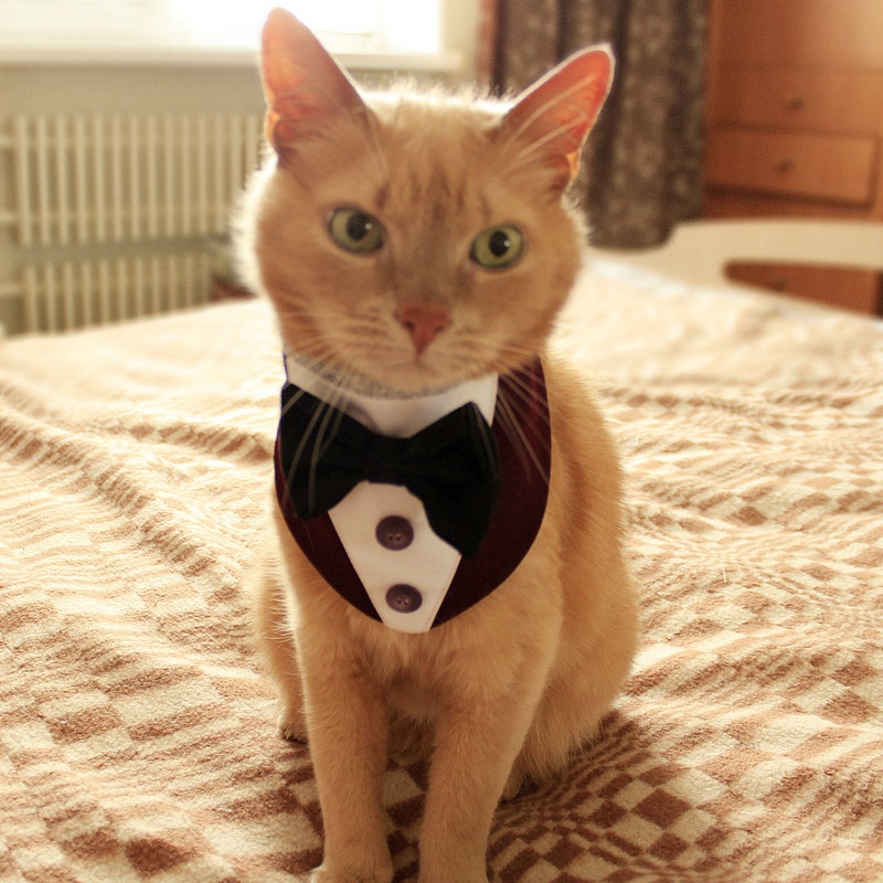 Fast Cat Clothing - Etsy