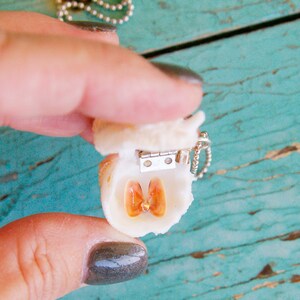 Butterfly Coquina Shell Jewel Box Shell Locket Necklace ~ Butterfly ...