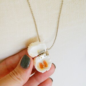 Butterfly Coquina Shell Jewel Box Shell Locket Necklace ~ Butterfly ...