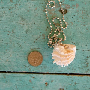 Butterfly Coquina Shell Jewel Box Shell Locket Necklace Inspirational ...