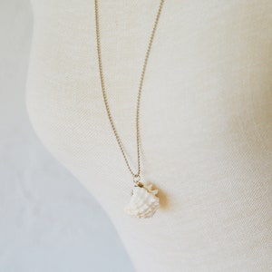 Butterfly Coquina Shell Jewel Box Shell Locket Necklace ~ Butterfly ...