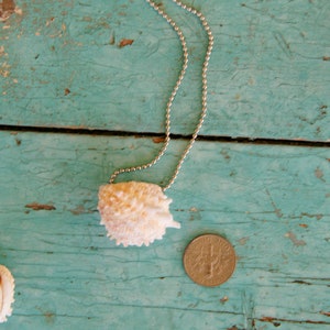 Butterfly Coquina Shell Jewel Box Shell Locket Necklace ~ Butterfly ...