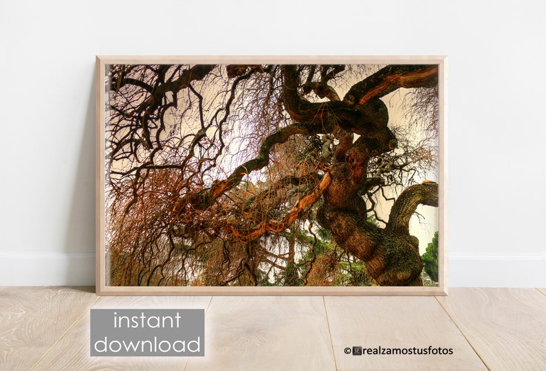 Digital Photograph of a Weeping Willow Tree in Autumn. Digital Photo ...