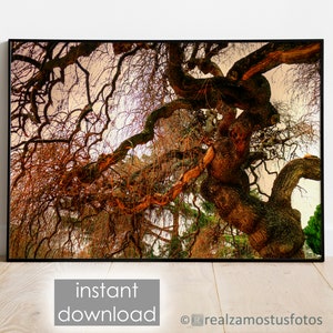 Digital Photograph of a Weeping Willow Tree in Autumn. Digital Photo ...