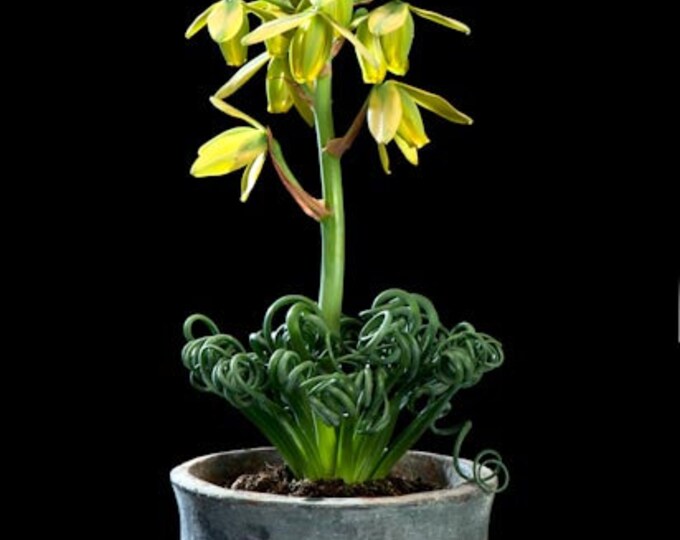 Albuca Spiralis 'frizzle Sizzle' Plants Three Succulent Plants With ...