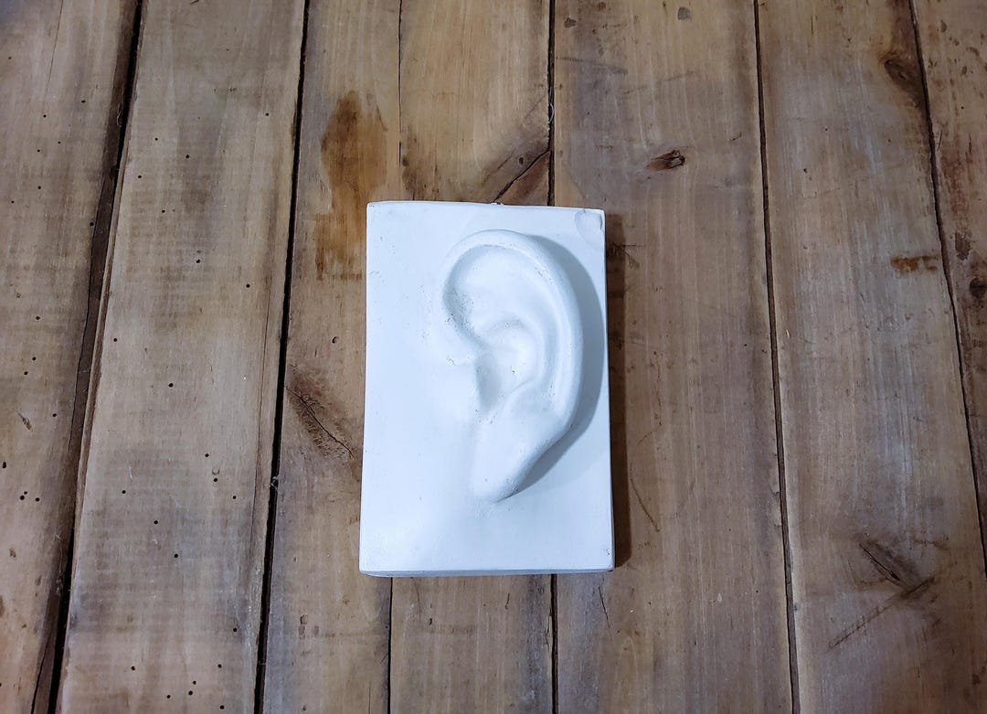 Plaster Cast Ear Sculpture, Michelangelo's David, Anatomical Cast, Art ...