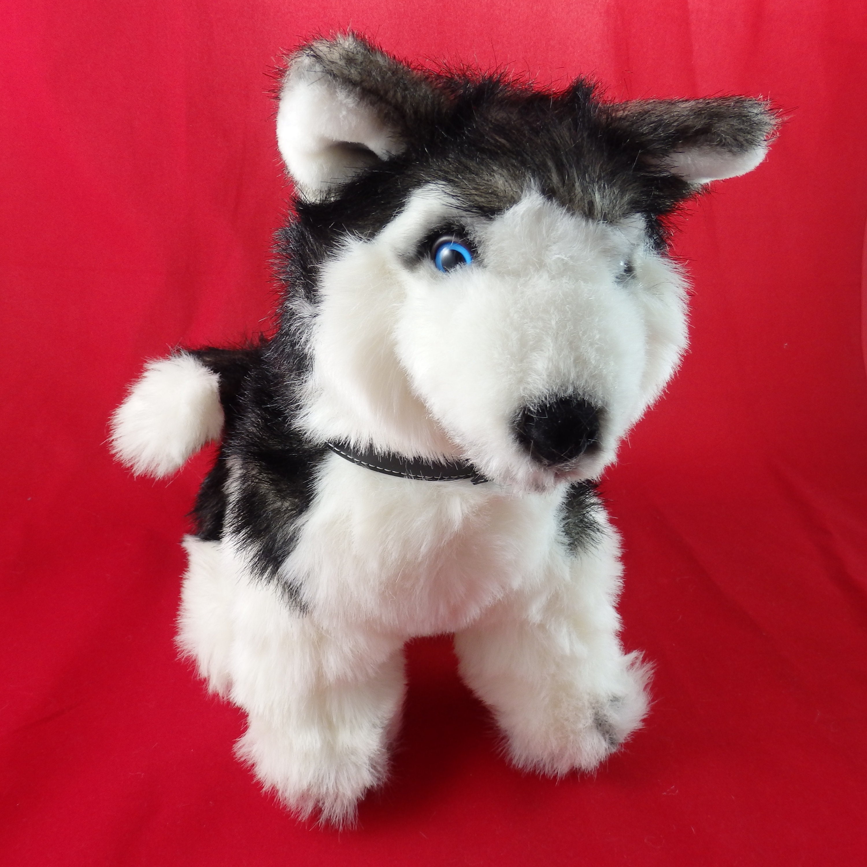 Toy Siberian Husky
