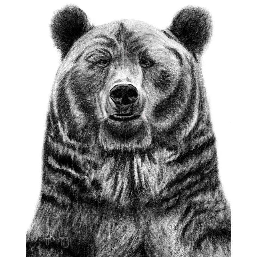 DIGITAL DRAWING BEAR Wilson Bear Portrait Minimalist Monochrome ...