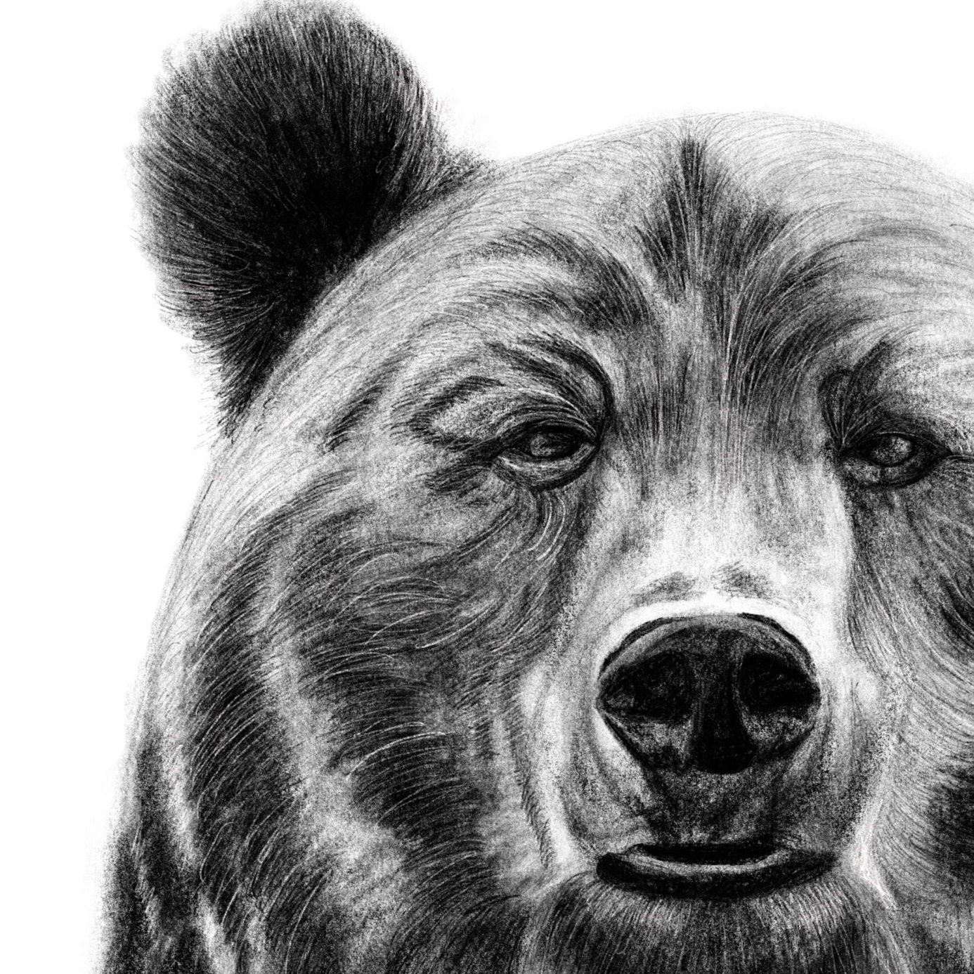 DIGITAL DRAWING BEAR Wilson Bear Portrait Minimalist Monochrome ...
