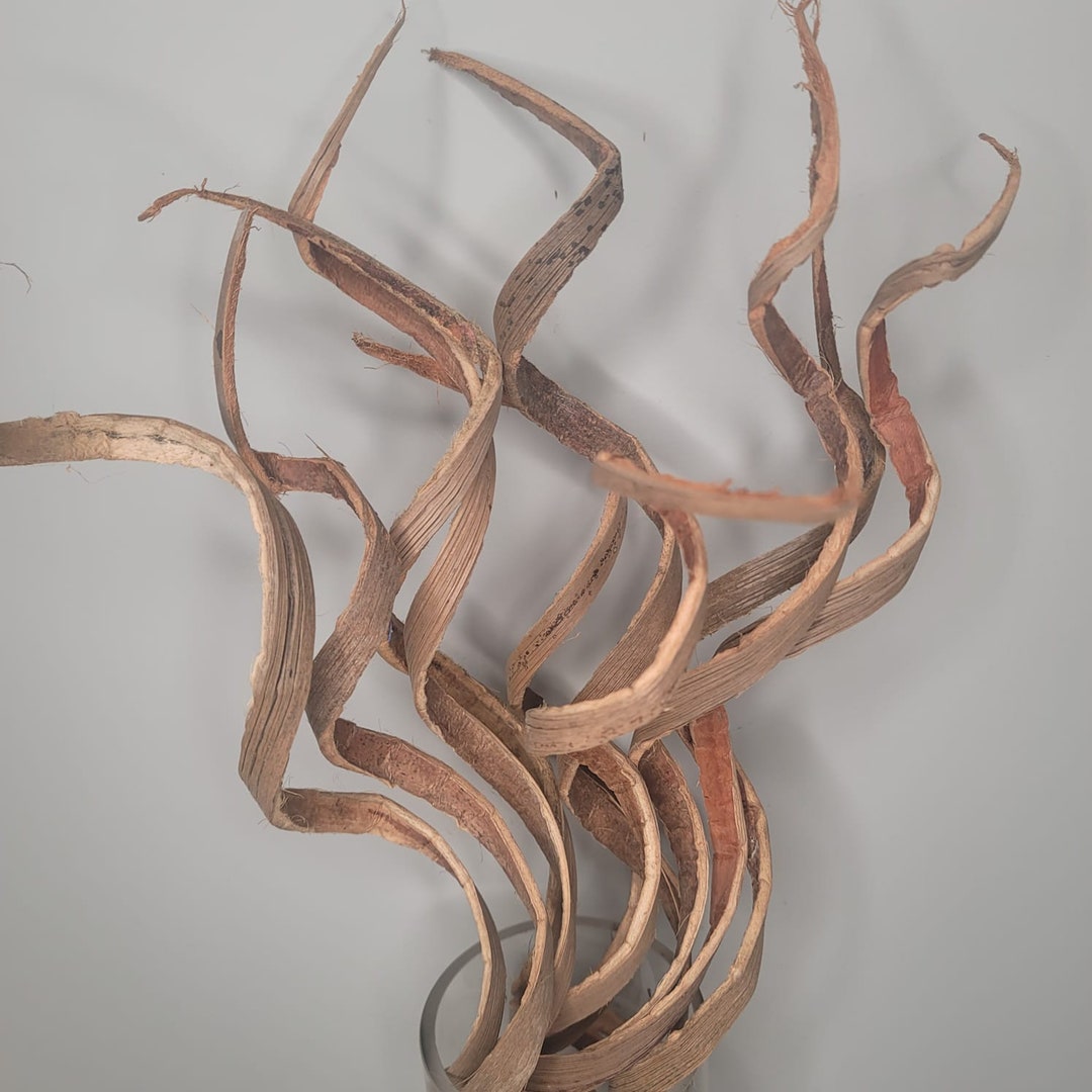 24" -10pc Natural Curly Coco Twigs/branches/centerpiece Decor/winter ...