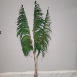 5FT - 3pc Natural UVA Stalk/pampas/natural Stalk/natural Branches ...