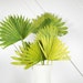 SUN PALM 1-6pc - 10-16"dried SUN Natural Palm Spears/ Natural/gold ...