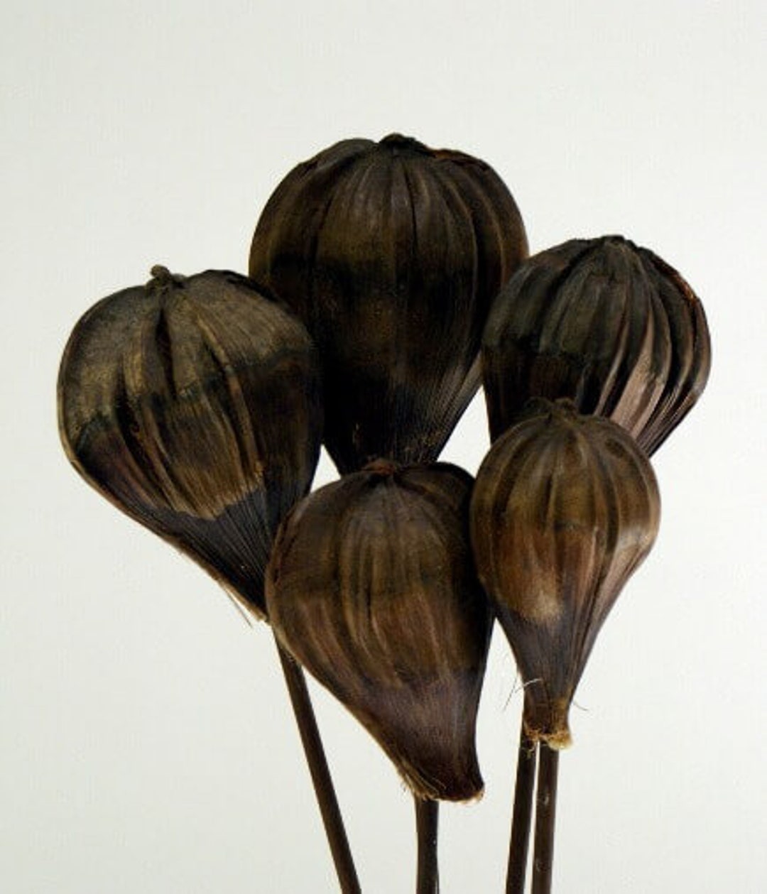 5PC Natural Nipa Pods on Stems/curly Twigs/branches/centerpiece Decor ...